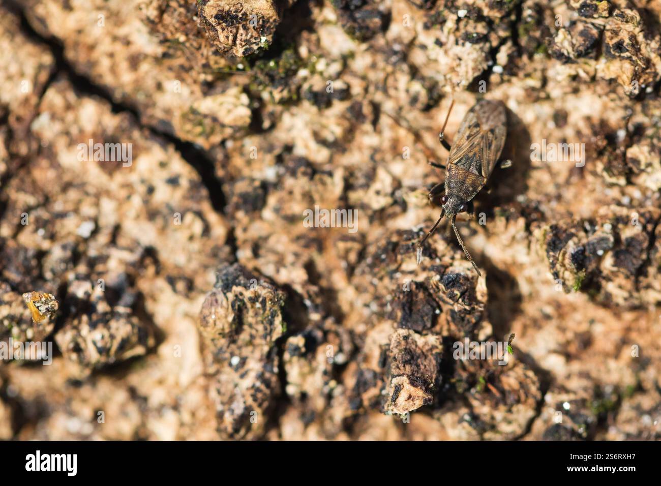 Dirt-colored seed bug (Sphragisticus nebulosus), sits well camouflaged ...