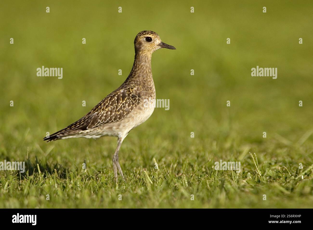 Pacific golden plover (Pluvialis fulva), stands on a meadow, USA ...