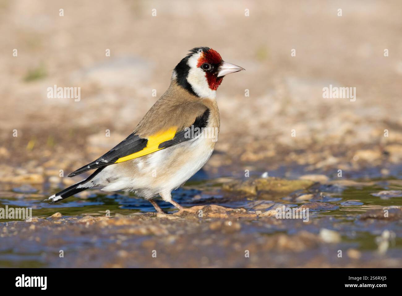 Eurasian goldfinch (Carduelis carduelis), perching in a puddle, side ...