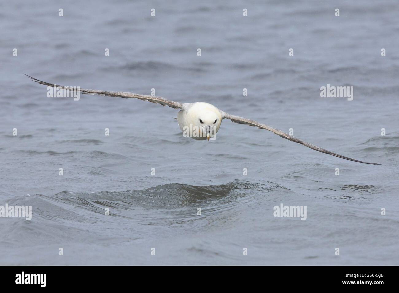 Northern fulmar, Arctic fulmar (Fulmarus glacialis), in flight close ...
