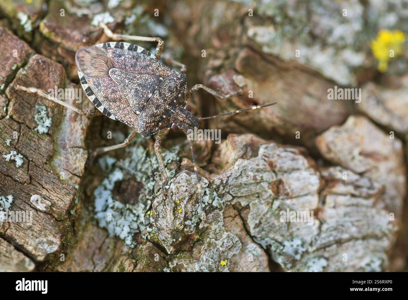 Brown marmorated stink bug (Halyomorpha halys), sitting on bark, top ...