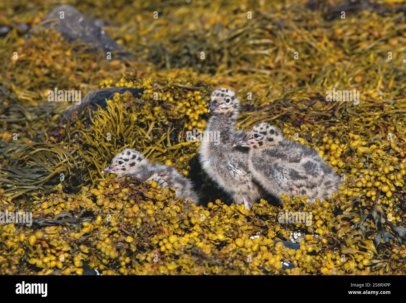 Beeretang hi-res stock photography and images - Alamy