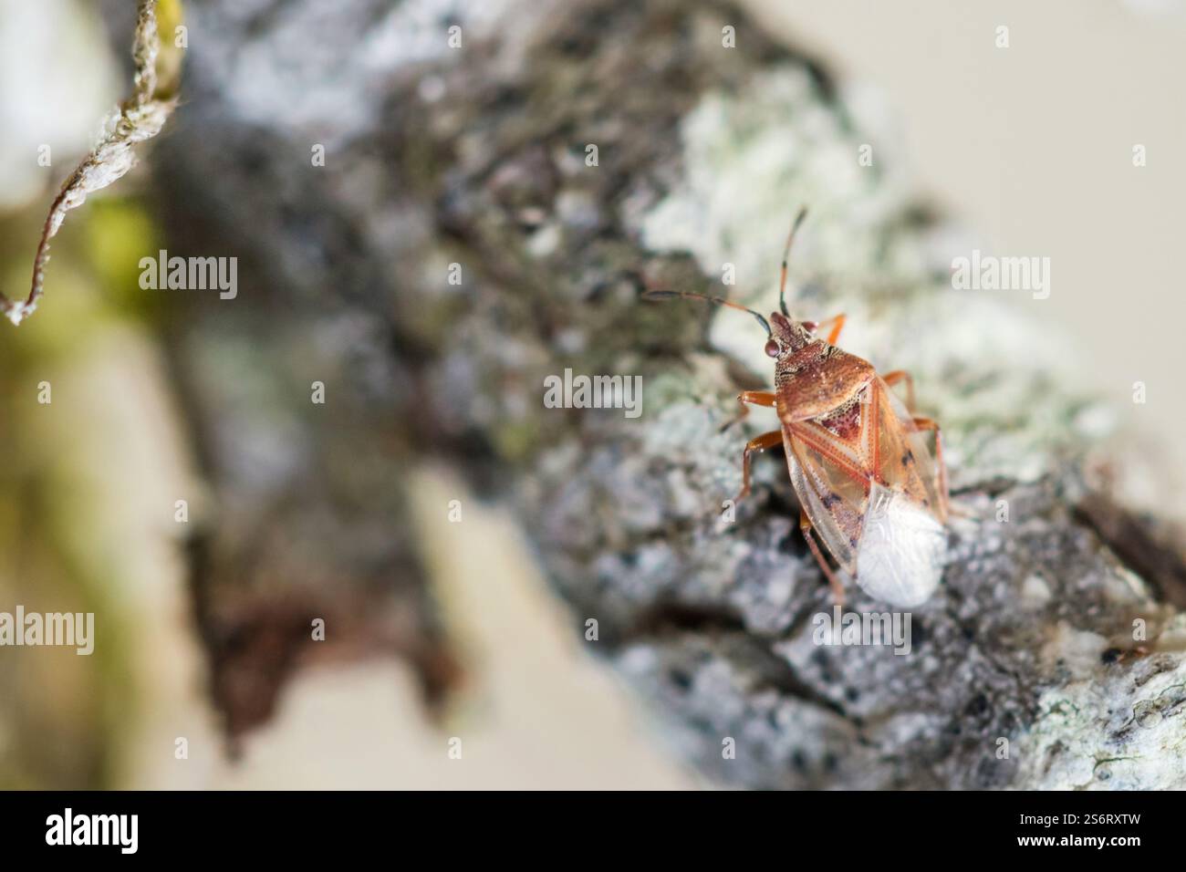 Birch bug, Birch catkin bug (Kleidocerys resedae), sits on a branch ...