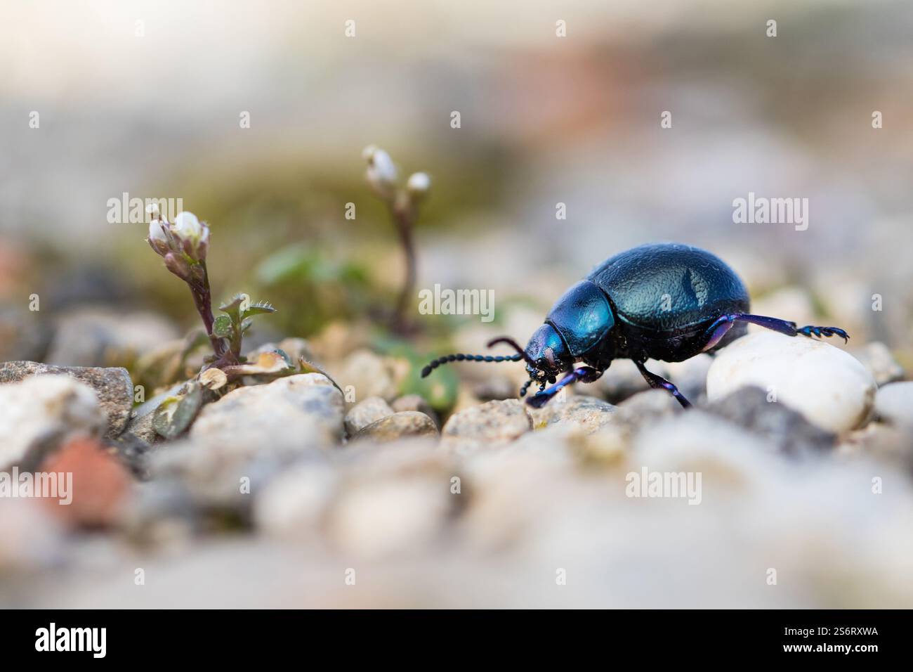 bloody-nosed beetle, blood spewer, blood spewing beetle (Timarcha ...