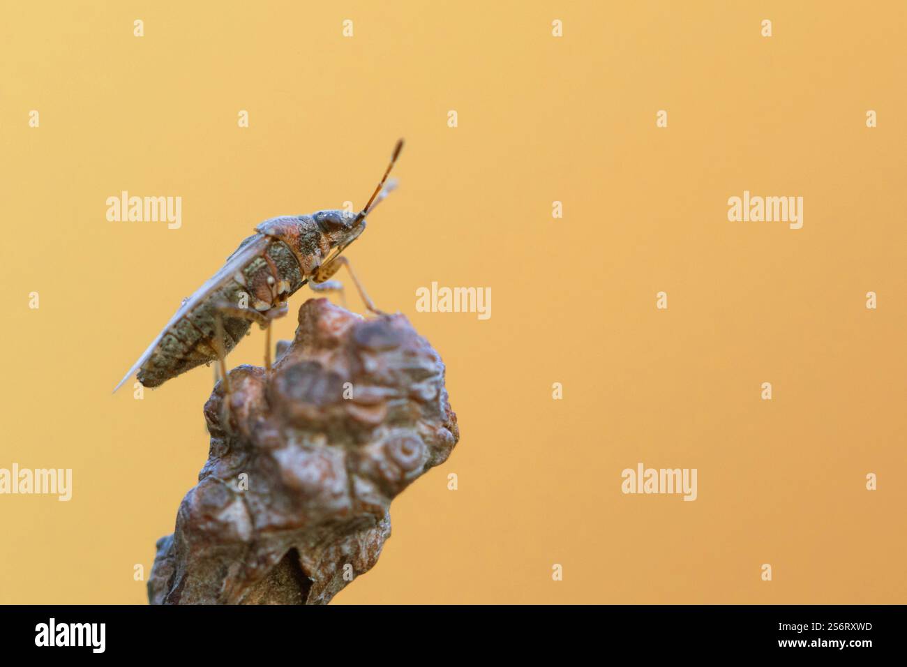 false chinch bug (Nysius ericae), sitting on a branch, Germany, Baden ...