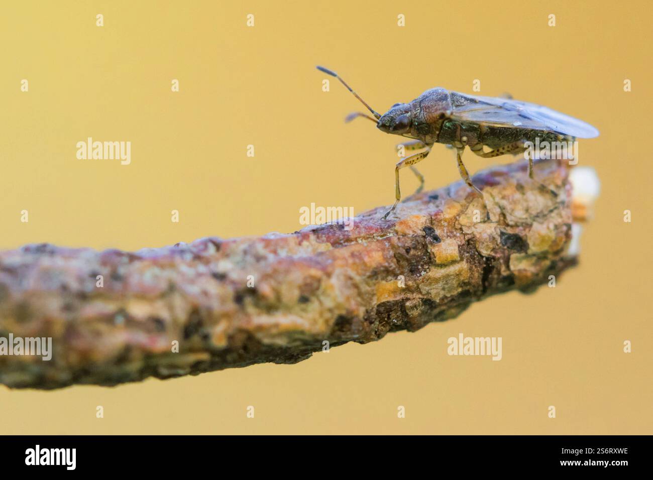 false chinch bug (Nysius ericae), sitting on a branch, Germany, Baden ...