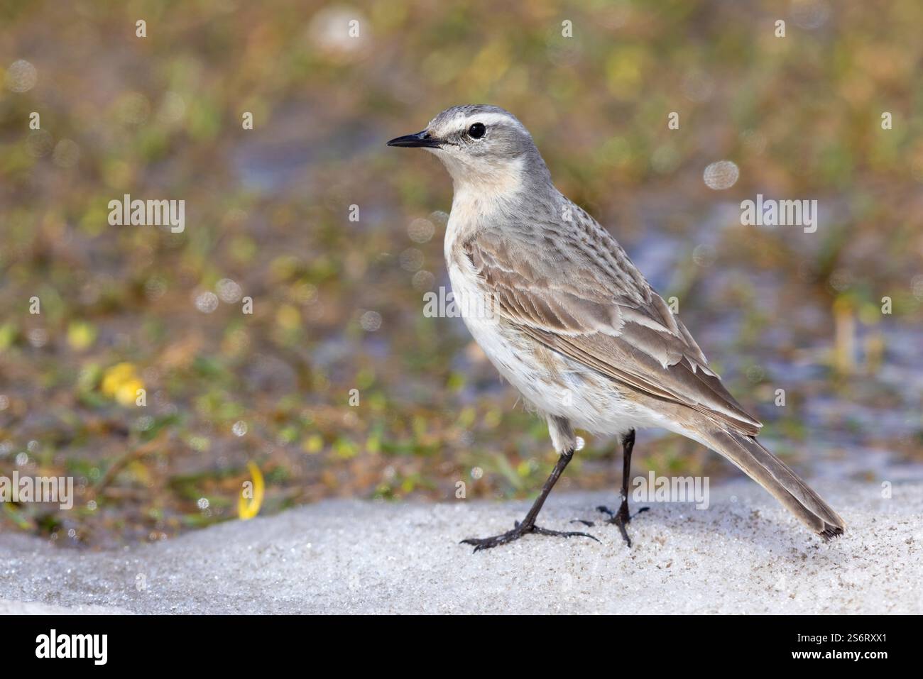 Alpine pipit, Mountain pipit, Rock pipit, Water pipit (Anthus ...