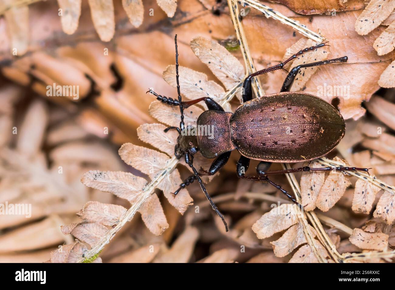 Wood carabid beetle (Carabus silvestris), sitting on a fern, front view ...