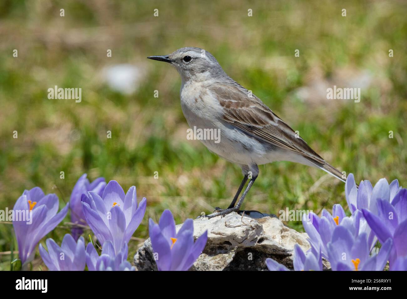 Alpine pipit, Mountain pipit, Rock pipit, Water pipit (Anthus ...