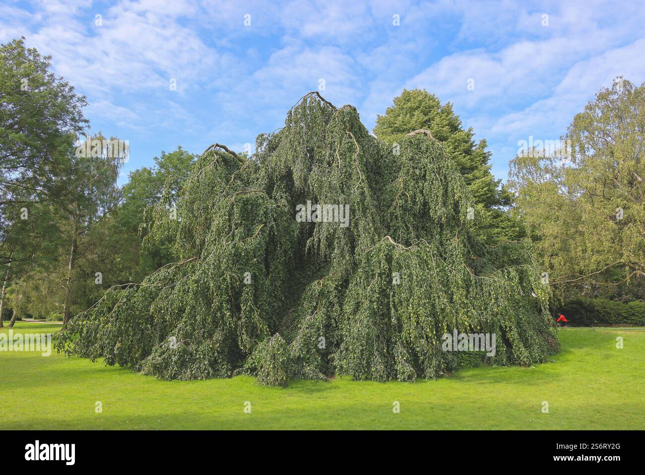 Purple Weeping beech, Purple Weeping European beech (Fagus sylvatica ...