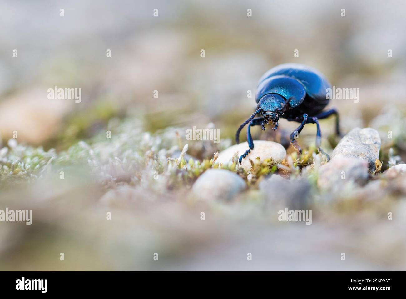 bloody-nosed beetle, blood spewer, blood spewing beetle (Timarcha ...