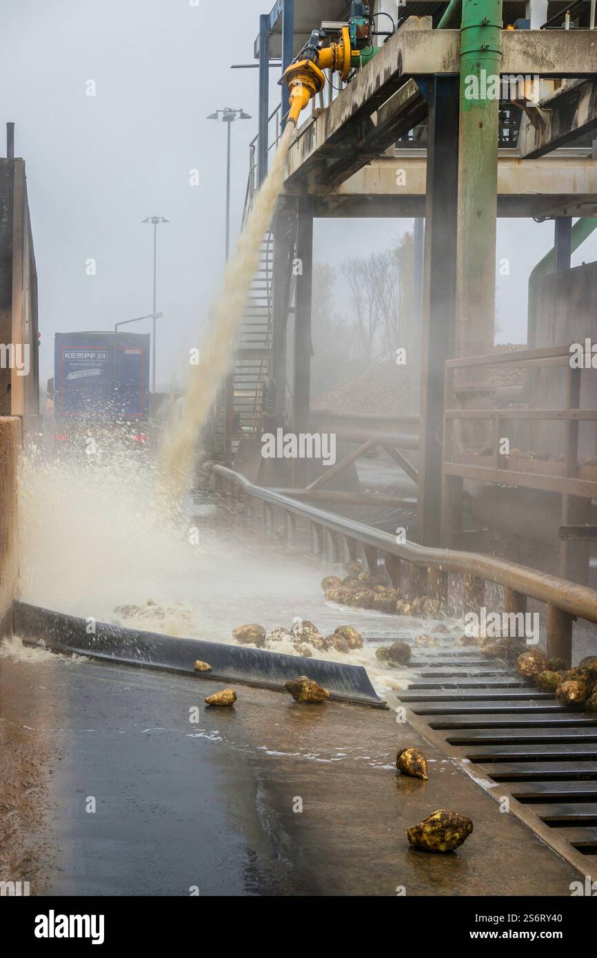 Sugar beet, Sugar-beet, Beet root, Sugar-beet root (Beta vulgaris var ...