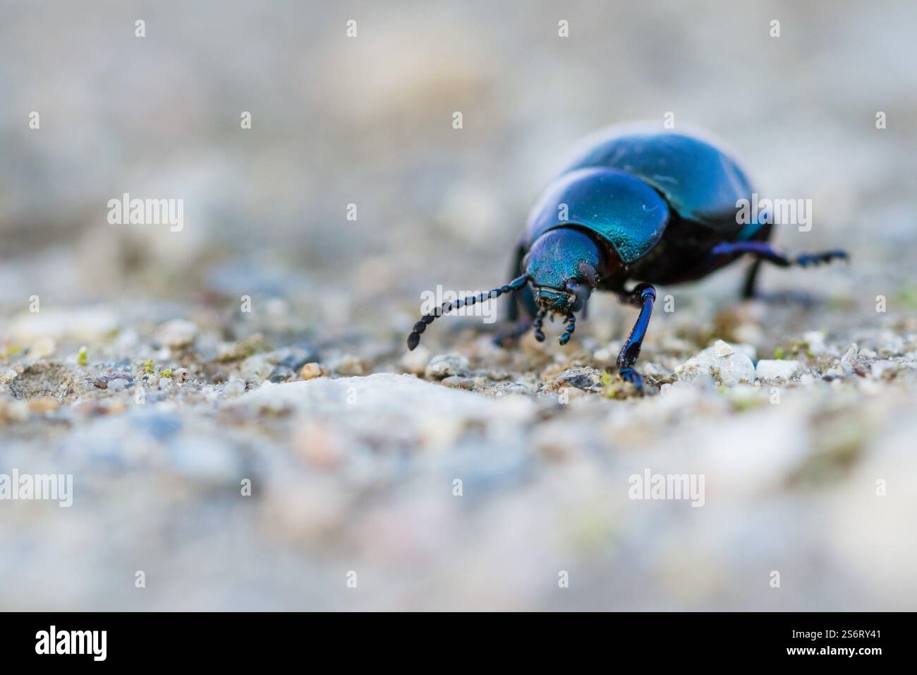 bloody-nosed beetle, blood spewer, blood spewing beetle (Timarcha ...
