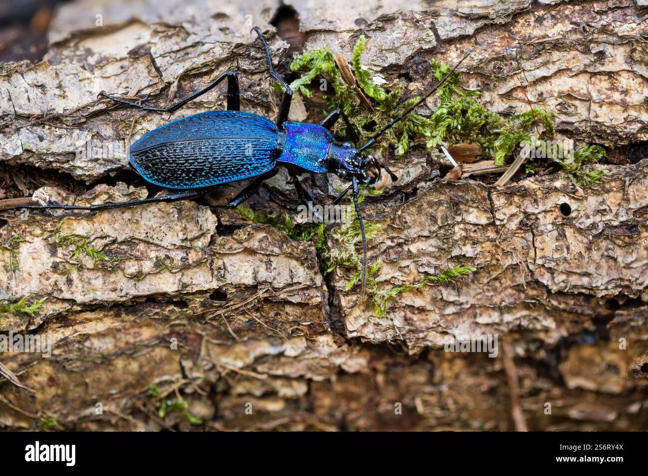 blue ground beetle, darkblue ground beetle (Carabus intricatus), female ...