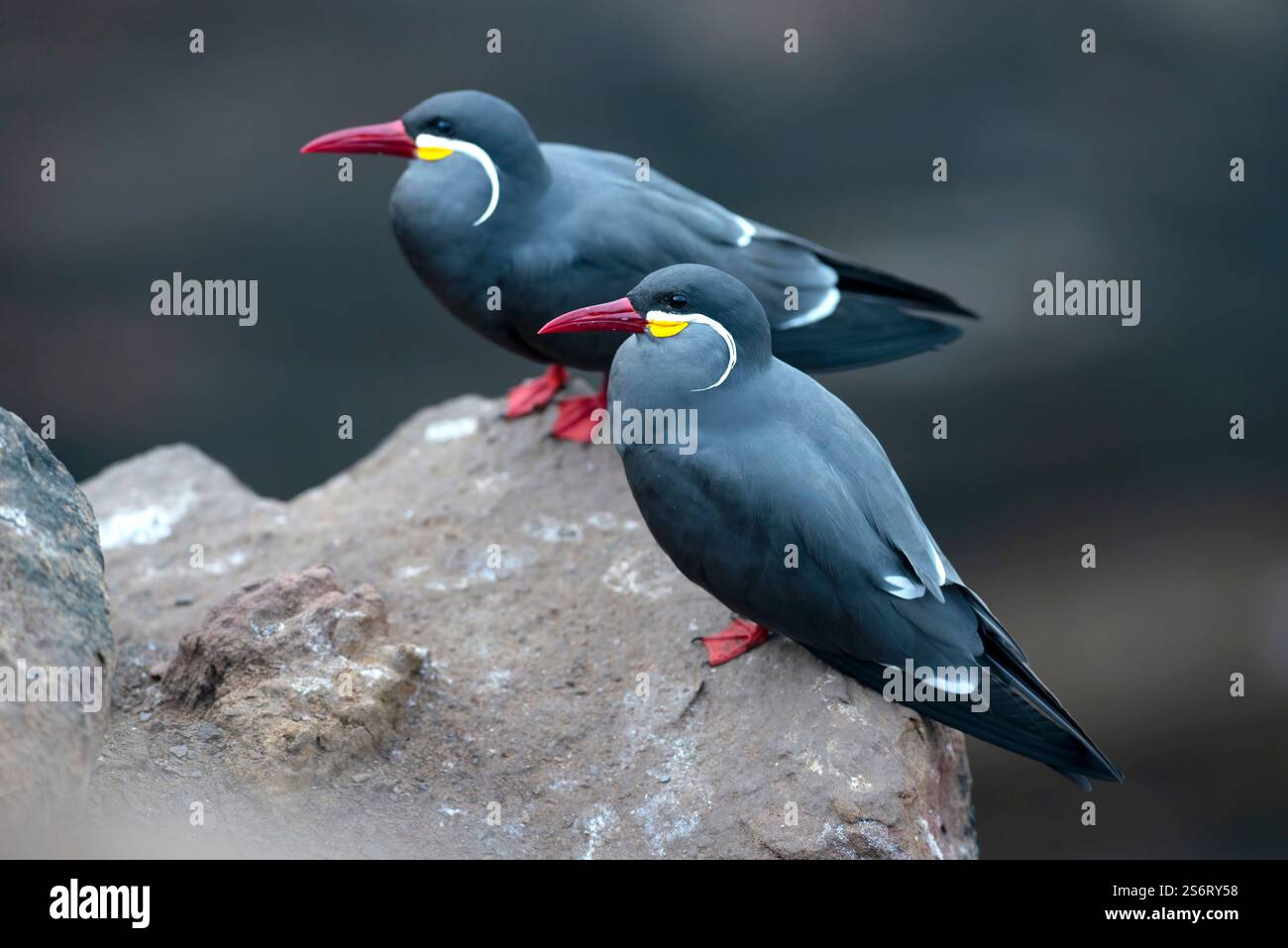 inca tern (Larosterna inca), two inca terns on a rock, Peru Stock Photo ...