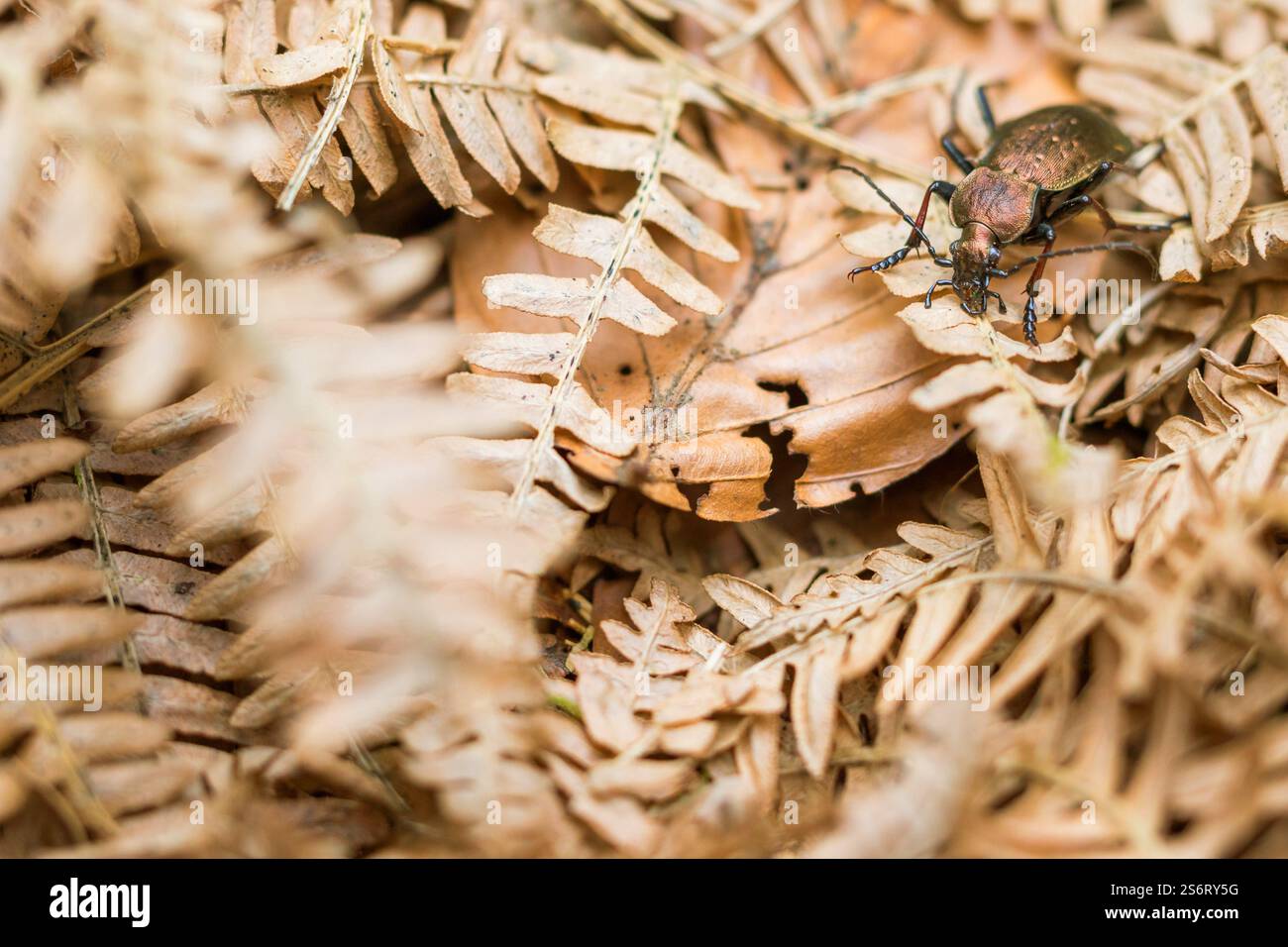 Wood carabid beetle (Carabus silvestris), sitting on a fern, front view ...