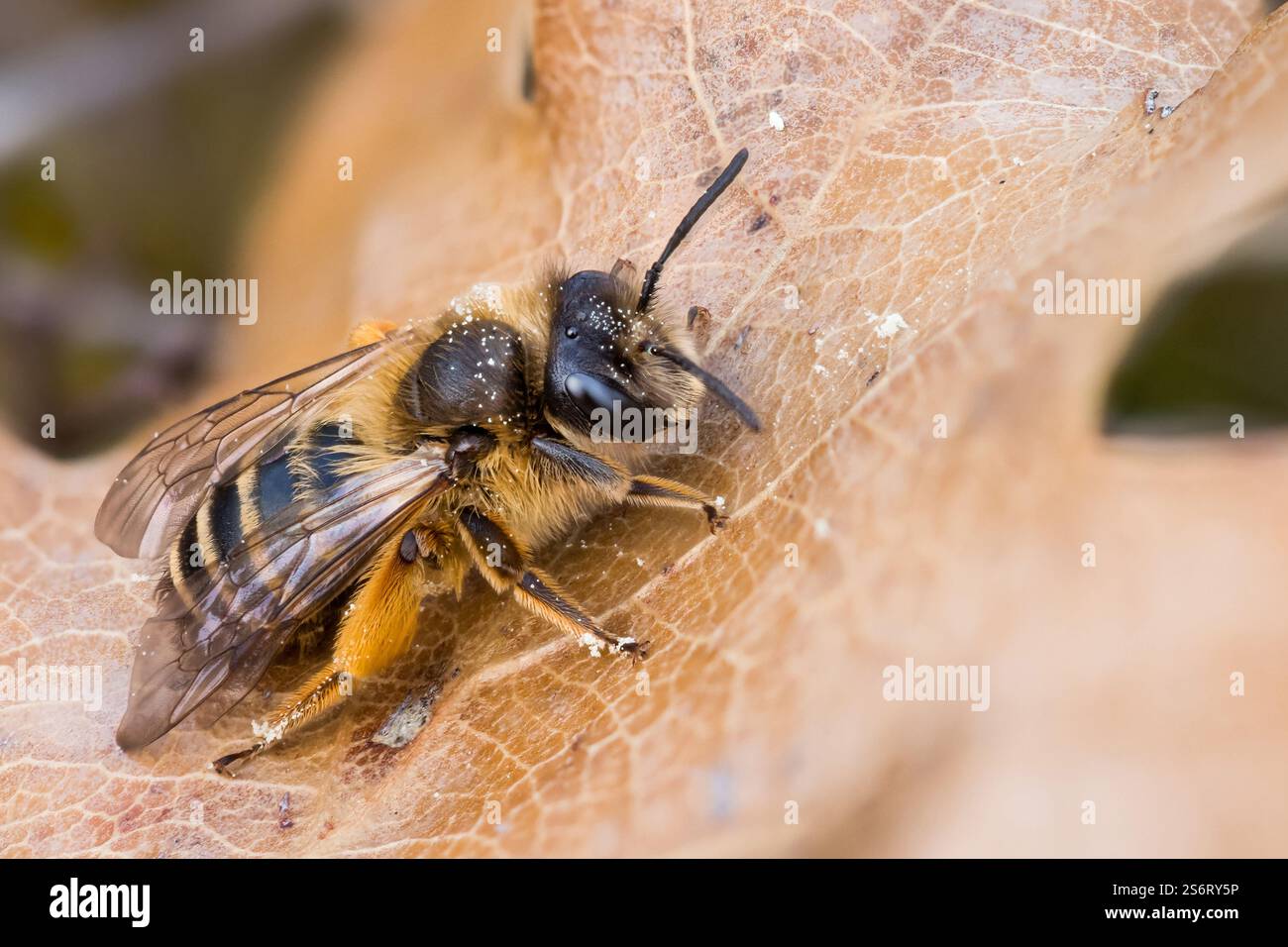 Yellow-legged Mining-bee (Andrena flavipes), female on a leaf, France ...