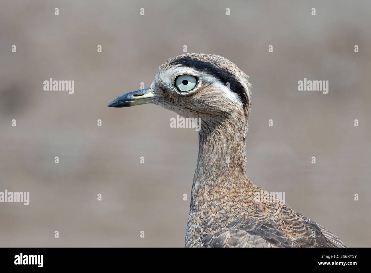Peruvian stone-curlew (Burhinus superciliaris), Portrait, side view ...