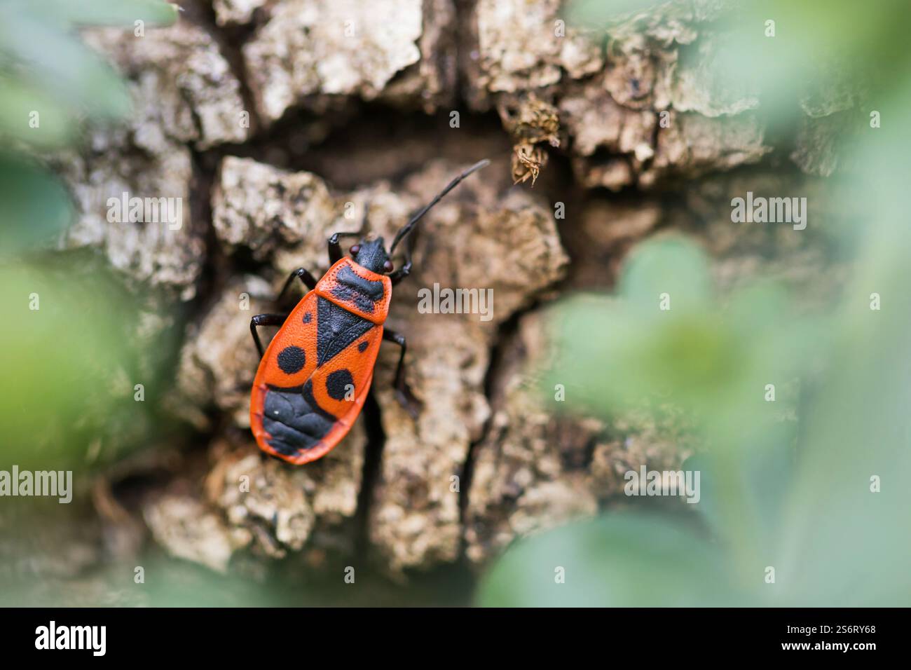 firebug (Pyrrhocoris apterus), sitting on bark, Germany, Baden ...