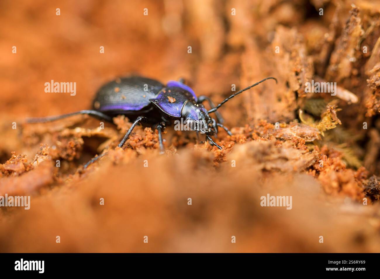 Violet Ground Beetle (Carabus problematicus, Mesocarabus problematicus ...