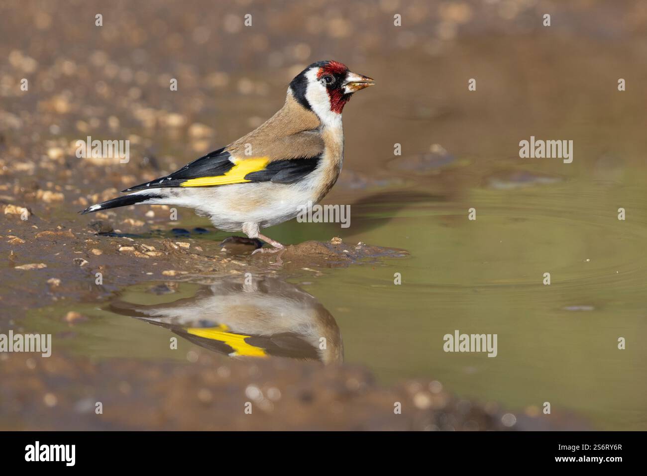 Eurasian goldfinch (Carduelis carduelis), standing in the mud at the ...
