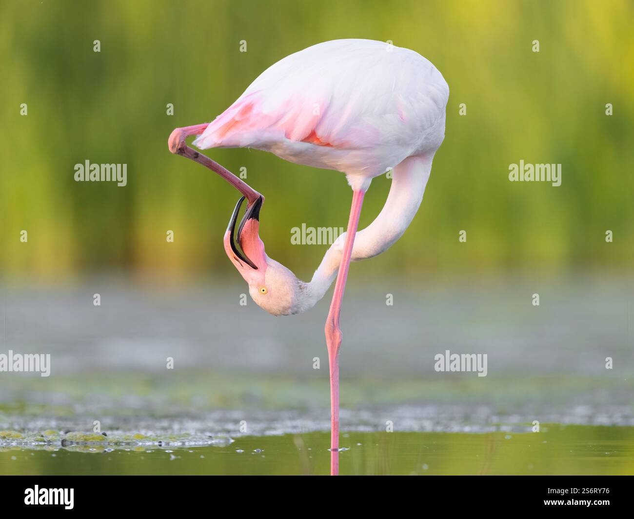greater flamingo (Phoenicopterus roseus, Phoenicopterus ruber roseus ...
