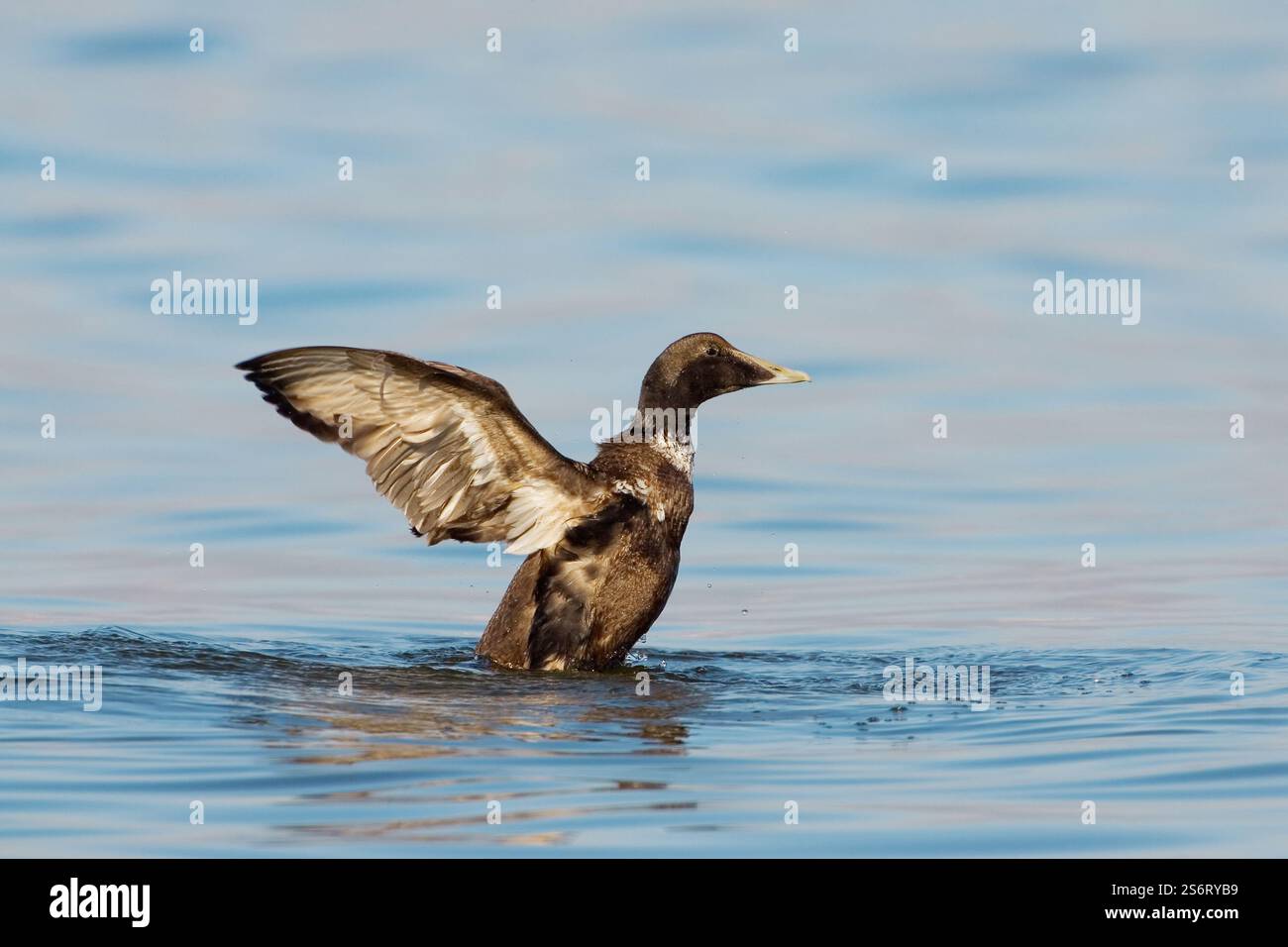 Common eider (Somateria mollissima), juvenile drake fluttering in the ...