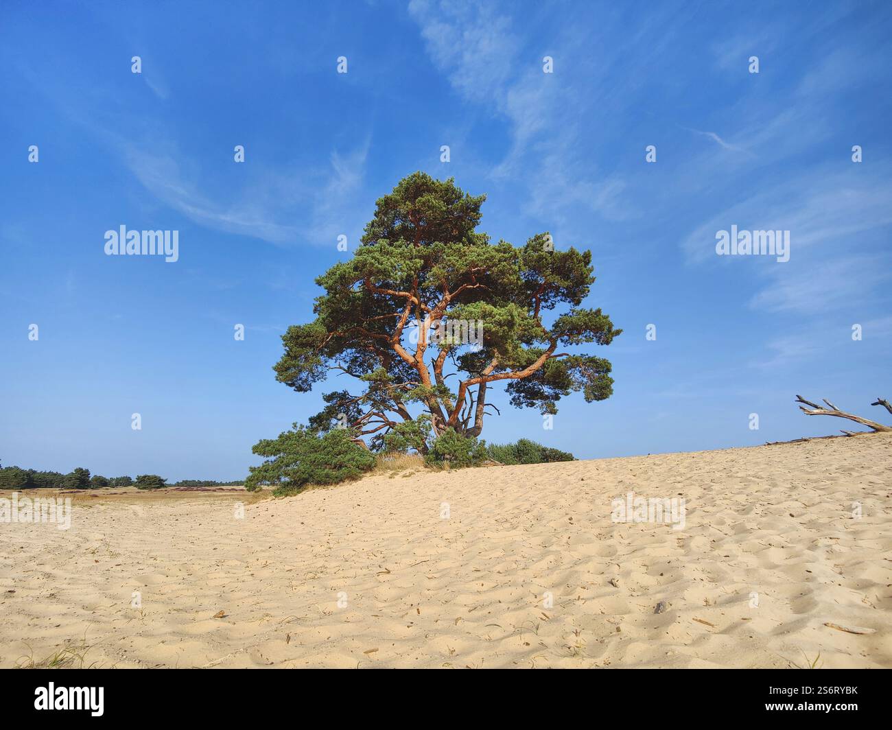 Scotch pine, Scots pine (Pinus sylvestris), Pine and deadwood in the De ...