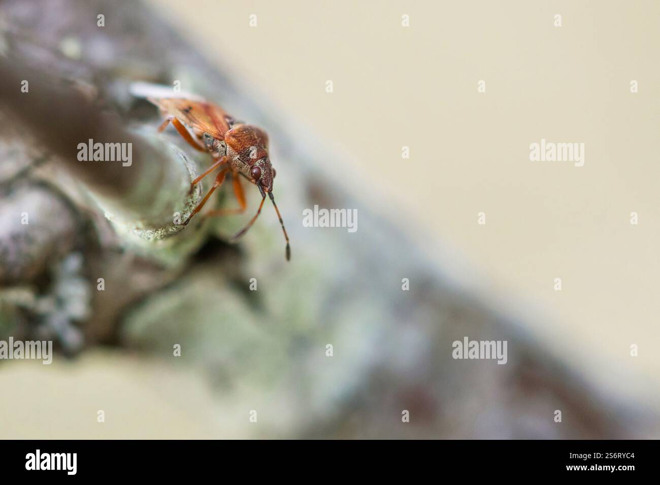 Birch bug, Birch catkin bug (Kleidocerys resedae), sitting on a branch ...