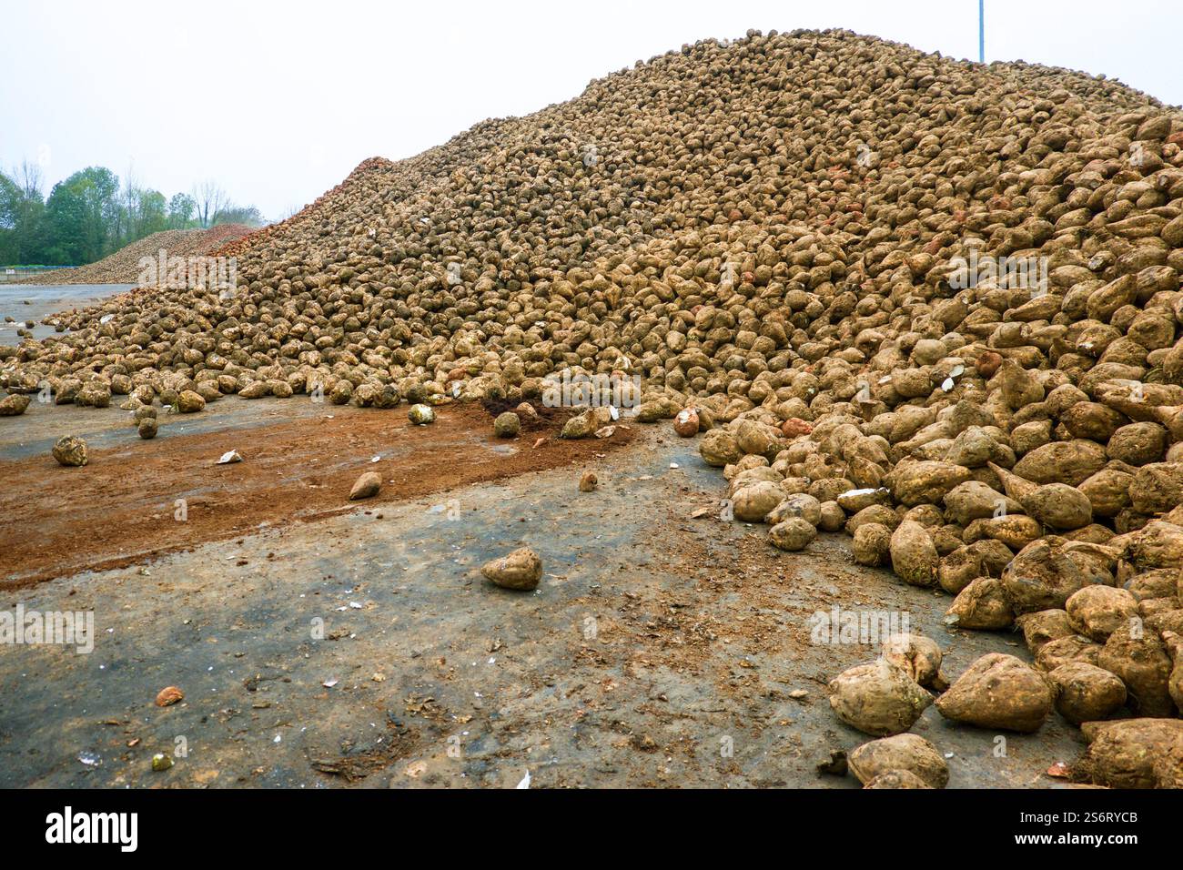 Sugar beet, Sugar-beet, Beet root, Sugar-beet root (Beta vulgaris var ...