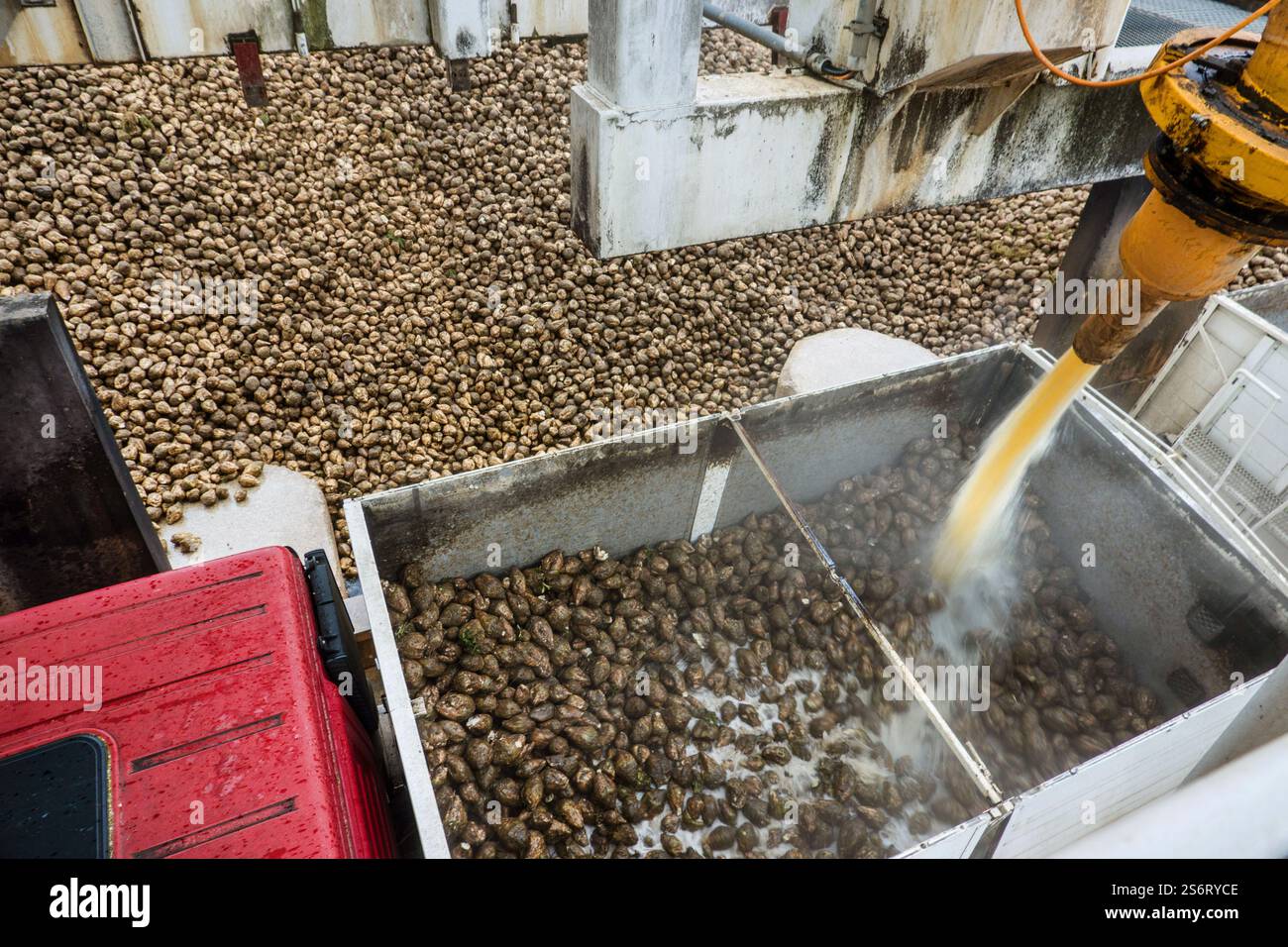 Sugar beet, Sugar-beet, Beet root, Sugar-beet root (Beta vulgaris var ...