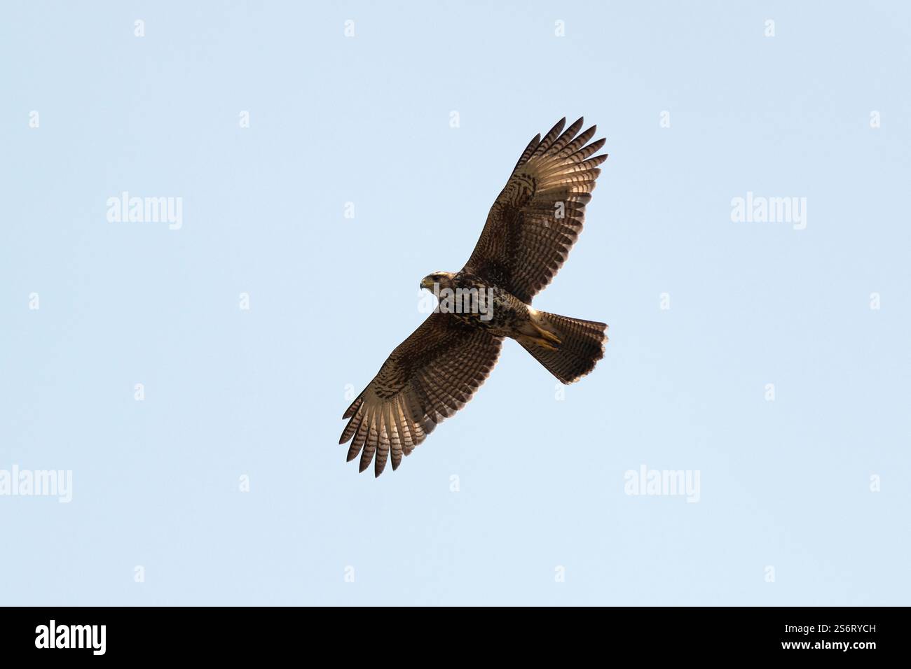 Red-backed hawk, Variable Hawk (Geranoaetus polyosoma, Buteo polyosoma ...
