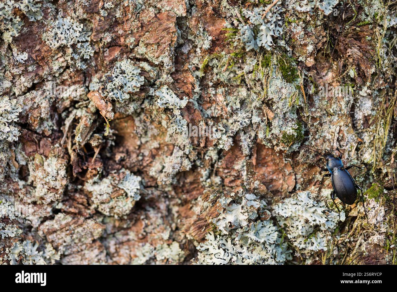 violet ground beetle (Carabus violaceus), female sitting on wood, front ...