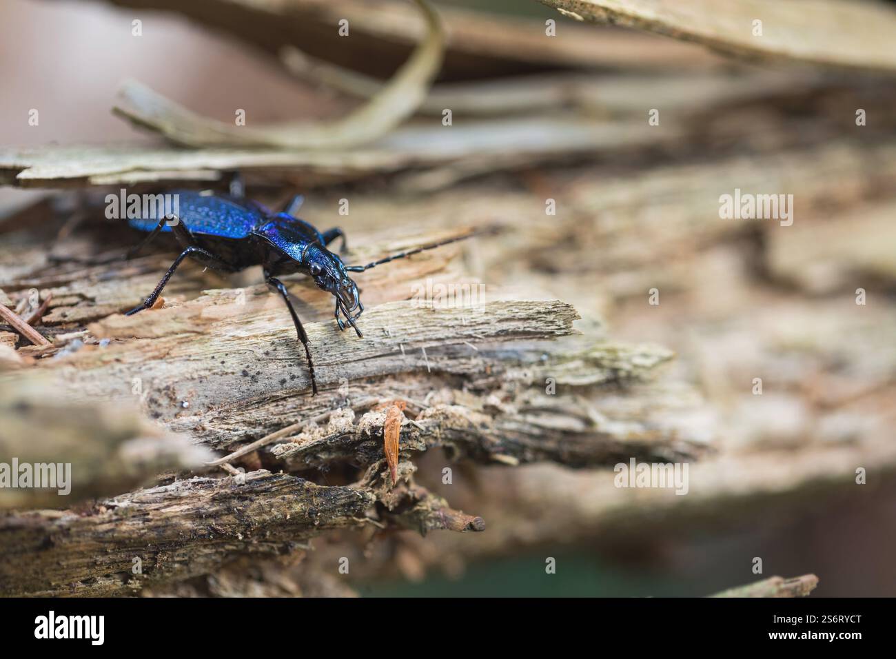 blue ground beetle, darkblue ground beetle (Carabus intricatus), female ...
