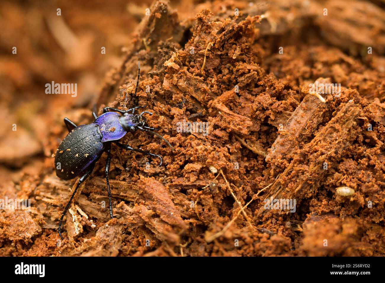 Violet Ground Beetle (Carabus problematicus, Mesocarabus problematicus ...