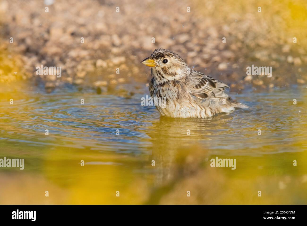 corn bunting (Emberiza calandra, Miliaria calandra), bathing in a ...