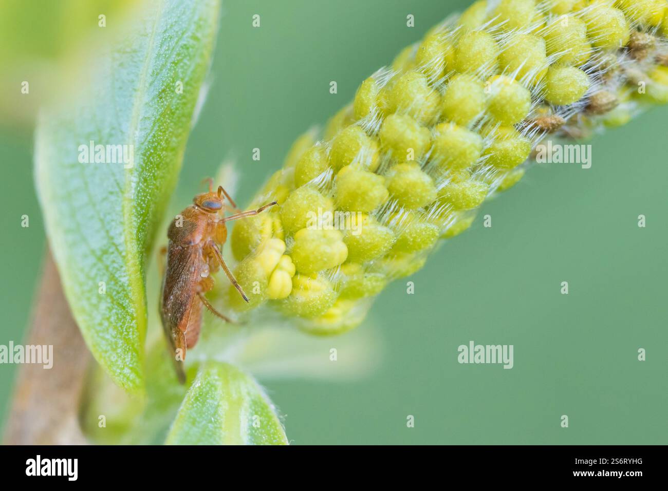 Brown mirid (Agnocoris rubicundus), sits on the inflorescence of a ...