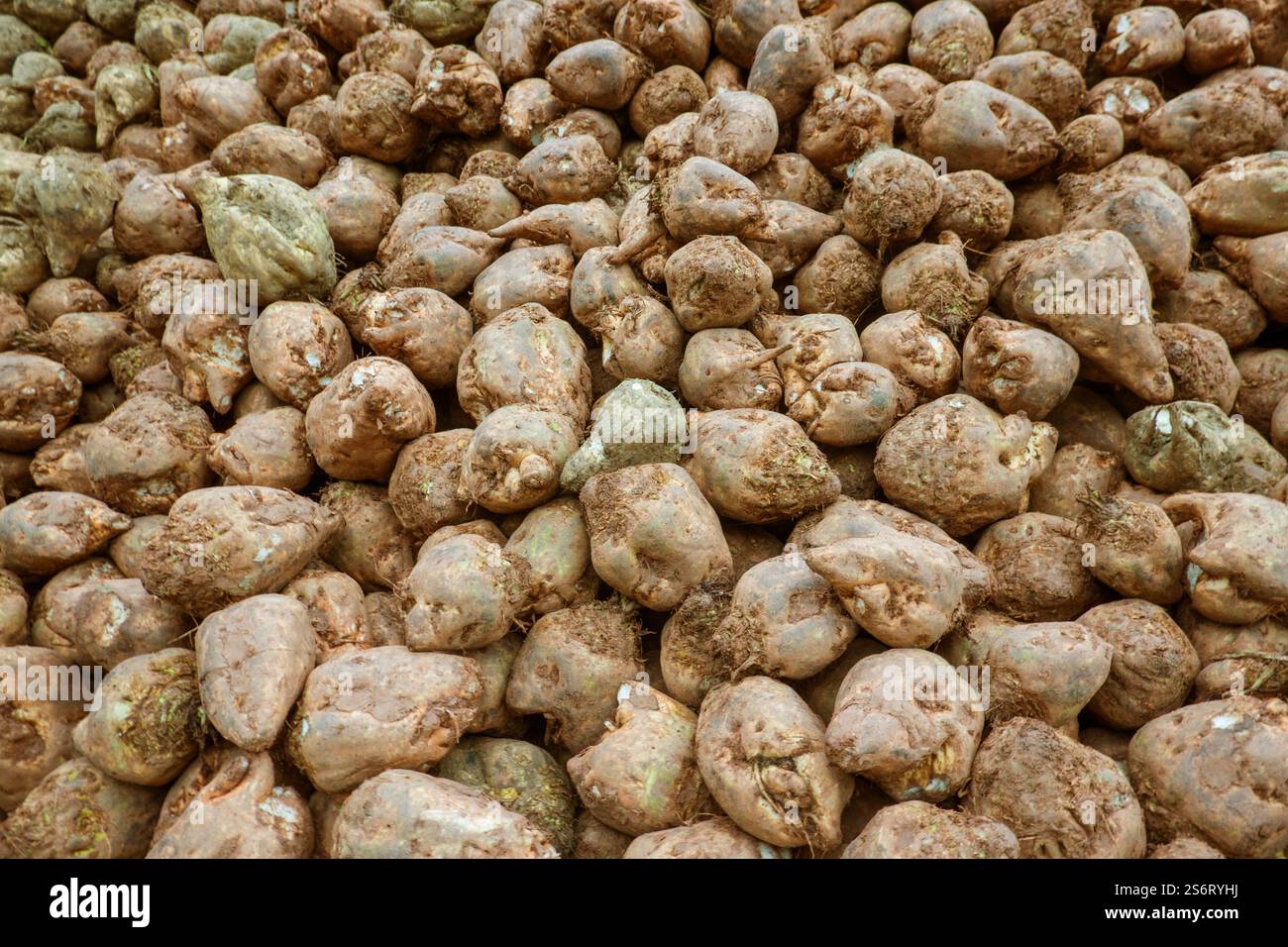 Sugar beet, Sugar-beet, Beet root, Sugar-beet root (Beta vulgaris var ...