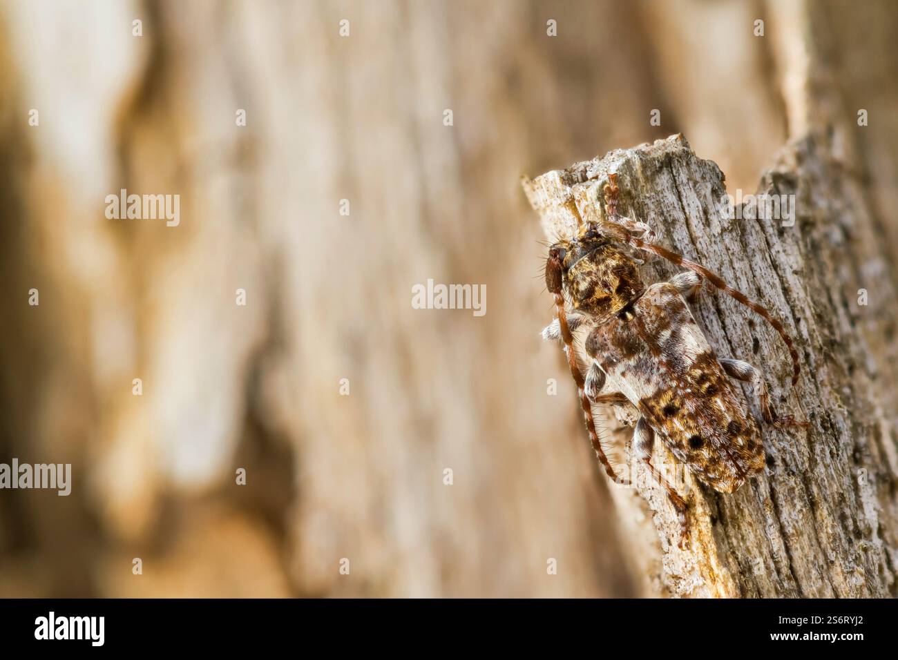 Conifer-wood longhorn beetle, Pine Longhorn (Pogonocherus fasciculatus ...