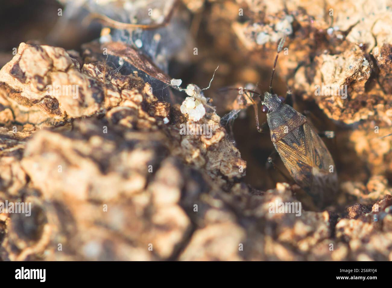 Dirt-colored seed bug (Sphragisticus nebulosus), top view, Germany ...