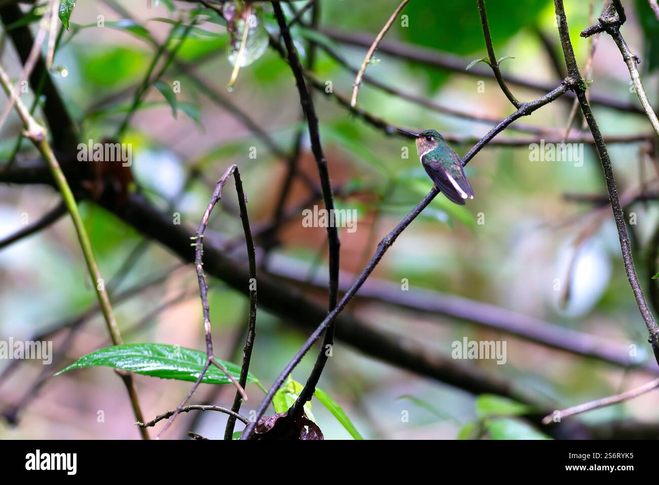 Peruvian piedtail, Colibri Colipinto Peruano (Phlogophilus harterti ...