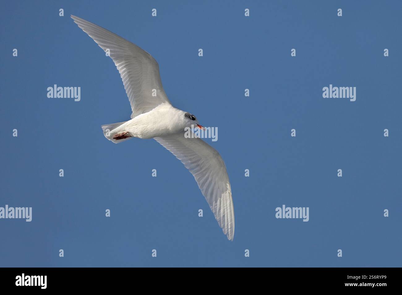 mediterranean gull (Ichthyaetus melanocephalus, Larus melanocephalus ...