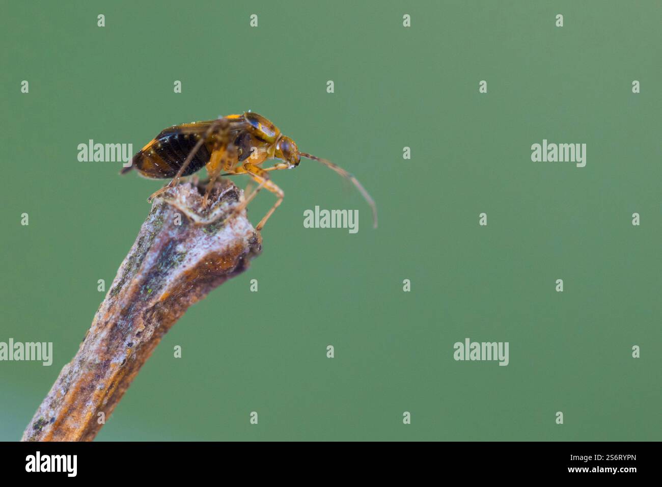 Common nettle bug (Liocoris tripustulatus), sitting on a branch, side ...