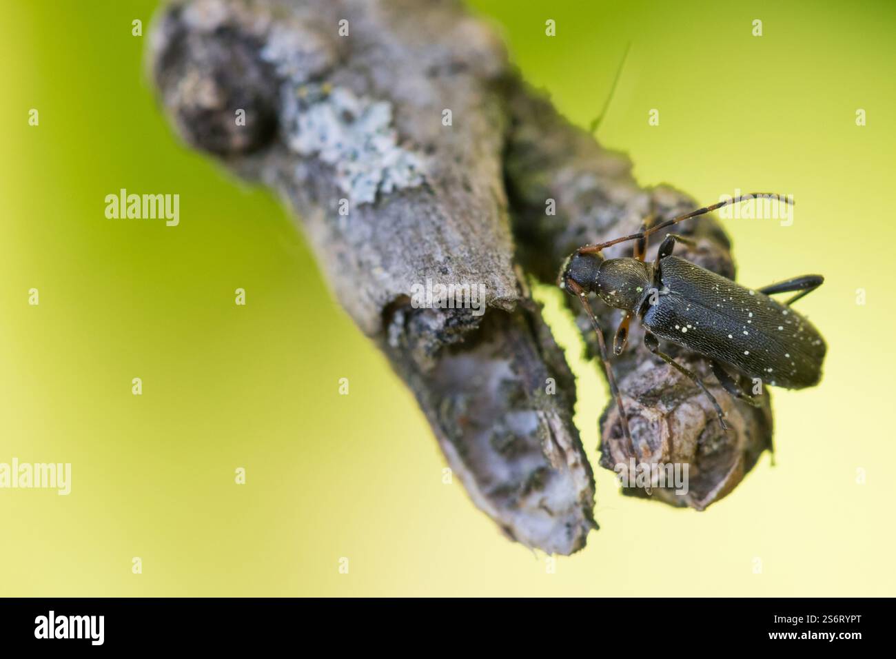 Common gramopteras hi-res stock photography and images - Alamy