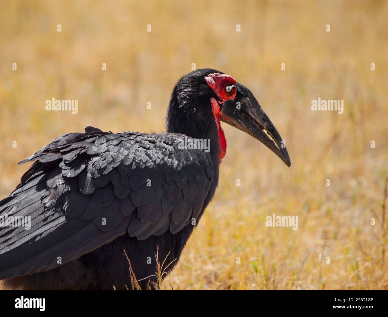Southern ground hornbill, or Bucorvus leadbeateri, in the savannah ...