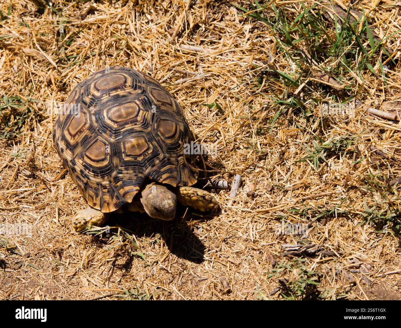 African turtle in the dry grassland Stock Photo - Alamy