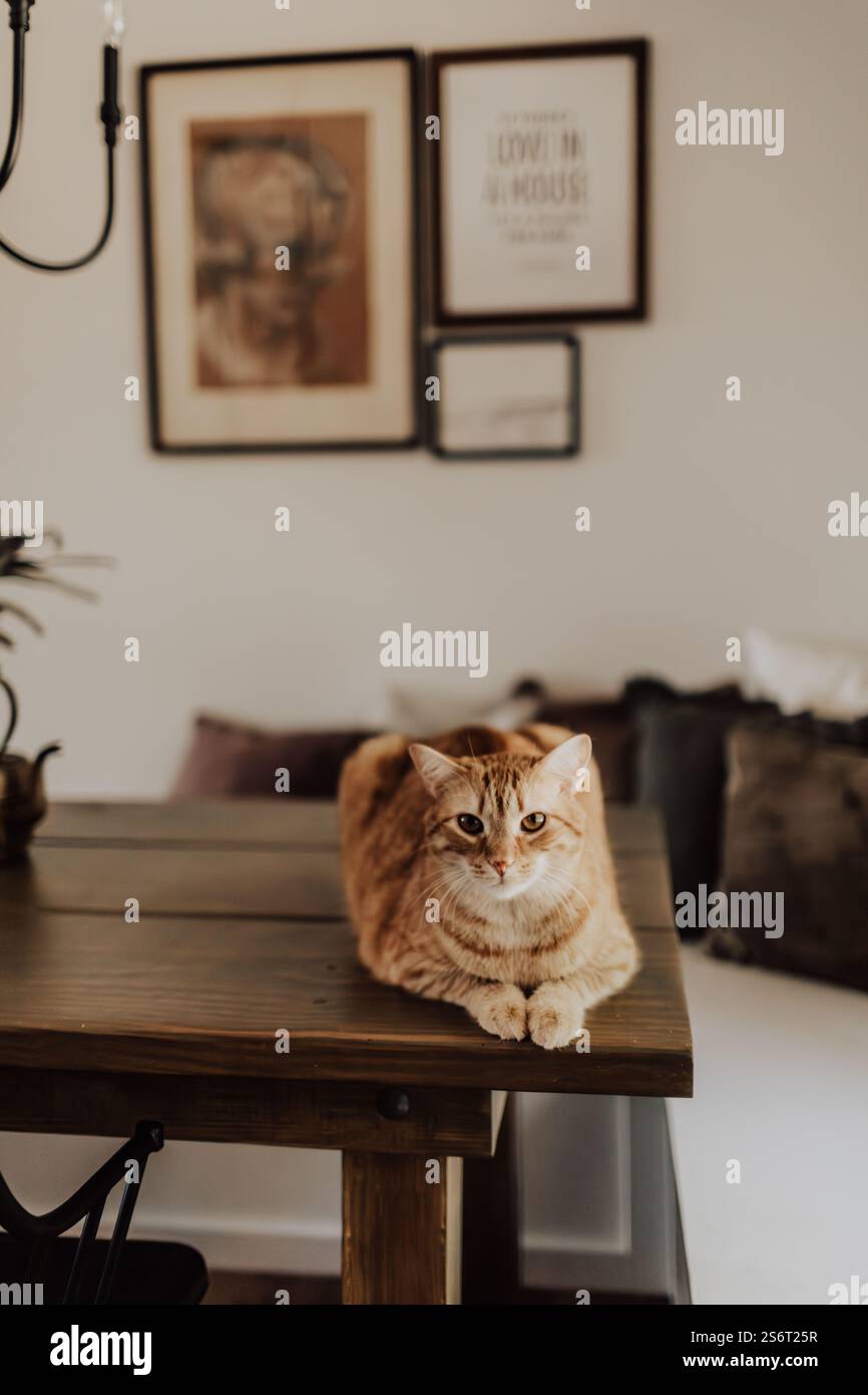 Vintage cats advertisement hi-res stock photography and images - Alamy