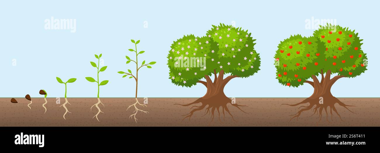 Tree growth cycle. Natural farming, trees grows and blooming. Growing ...