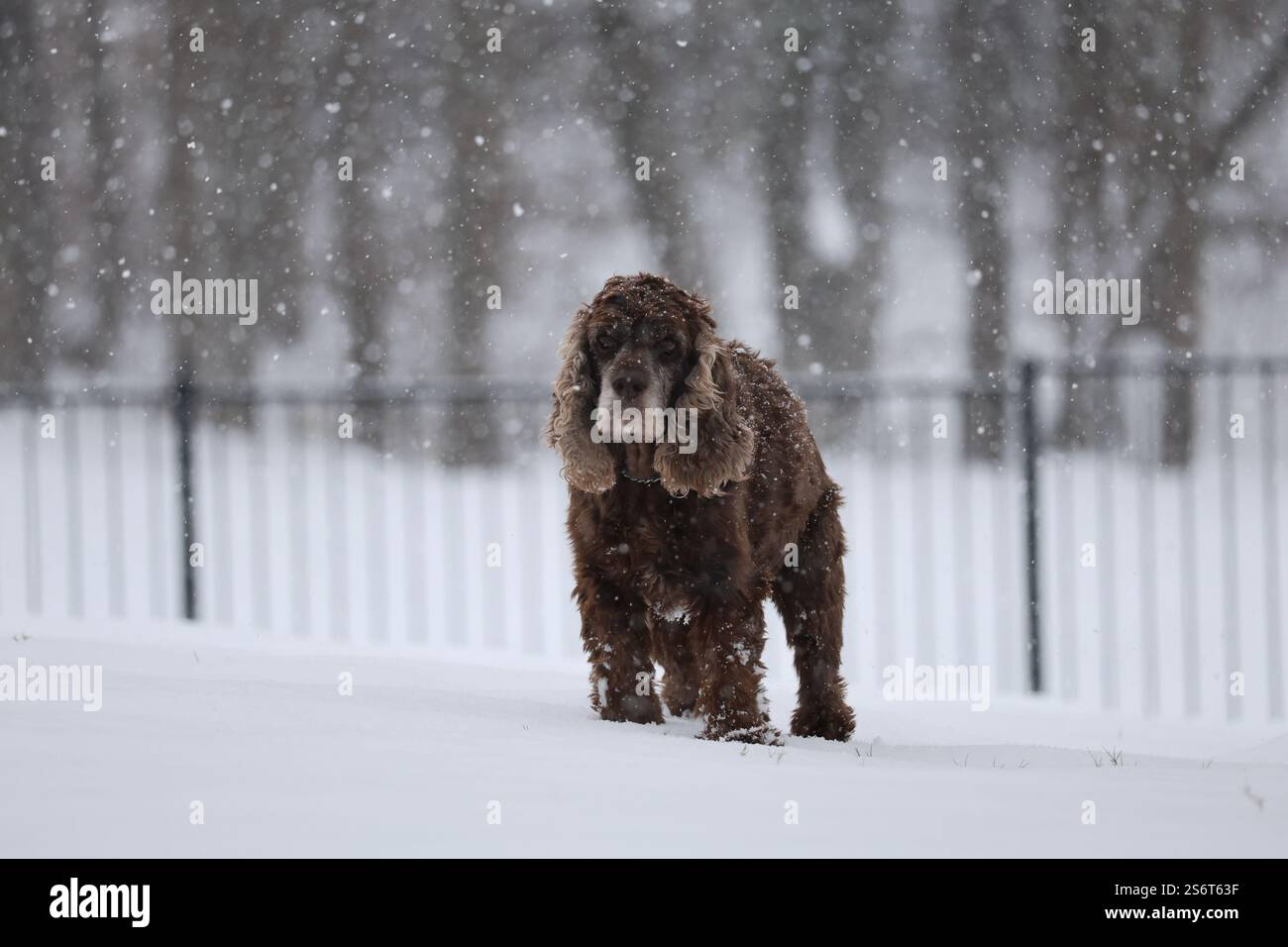 Dog with feathered ears hi-res stock photography and images - Alamy