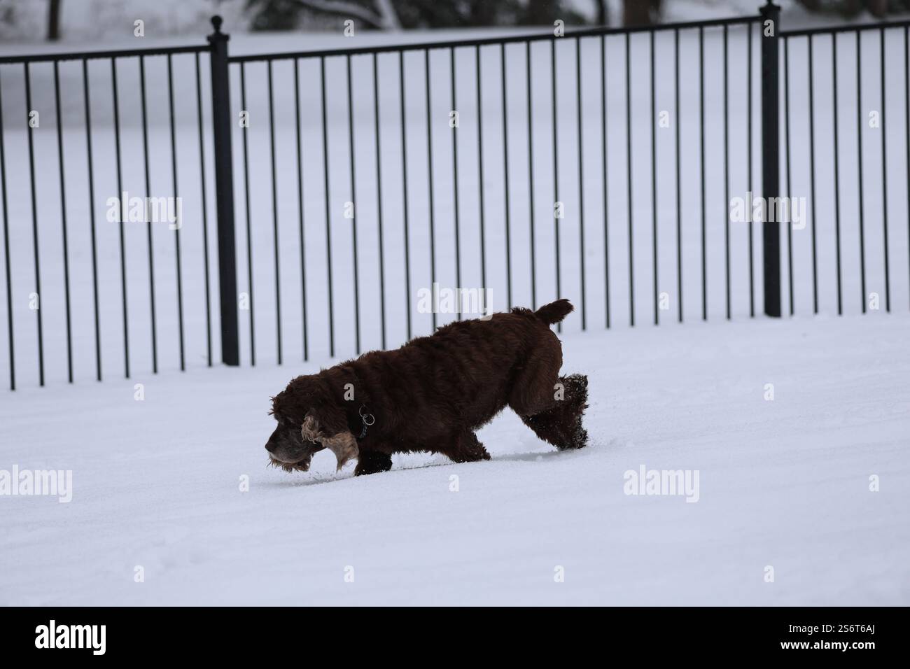 A side view of a cute brown Cocker Spaniel dog trotting through snow ...